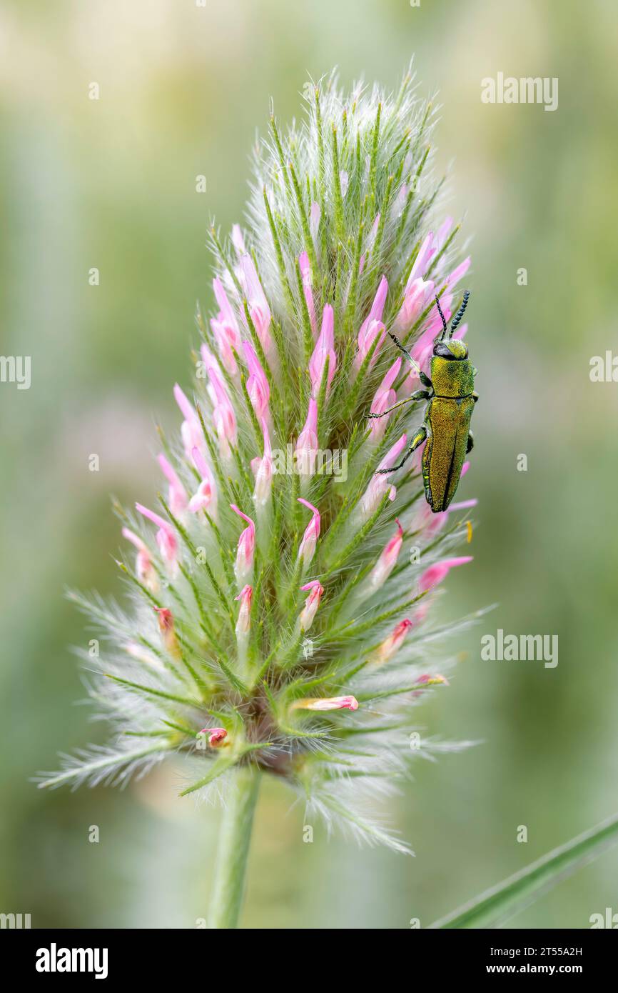 Jewel beetle (Anthaxia hungarica) on Narrow clover (Trifolium ...