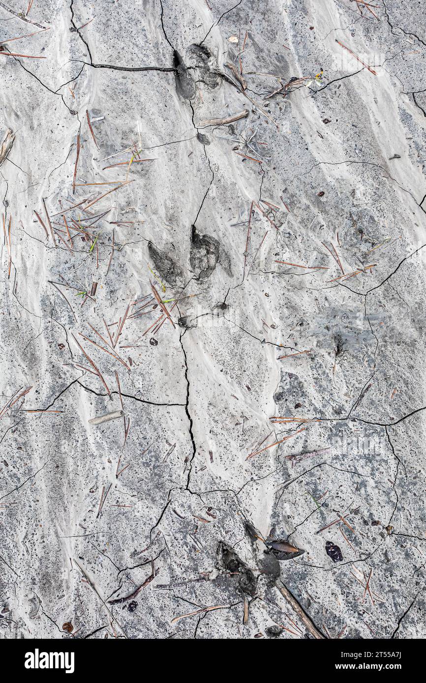 Wild boar tracks in the marl, Saint-Saturnin-les-Apt, Luberon, France ...