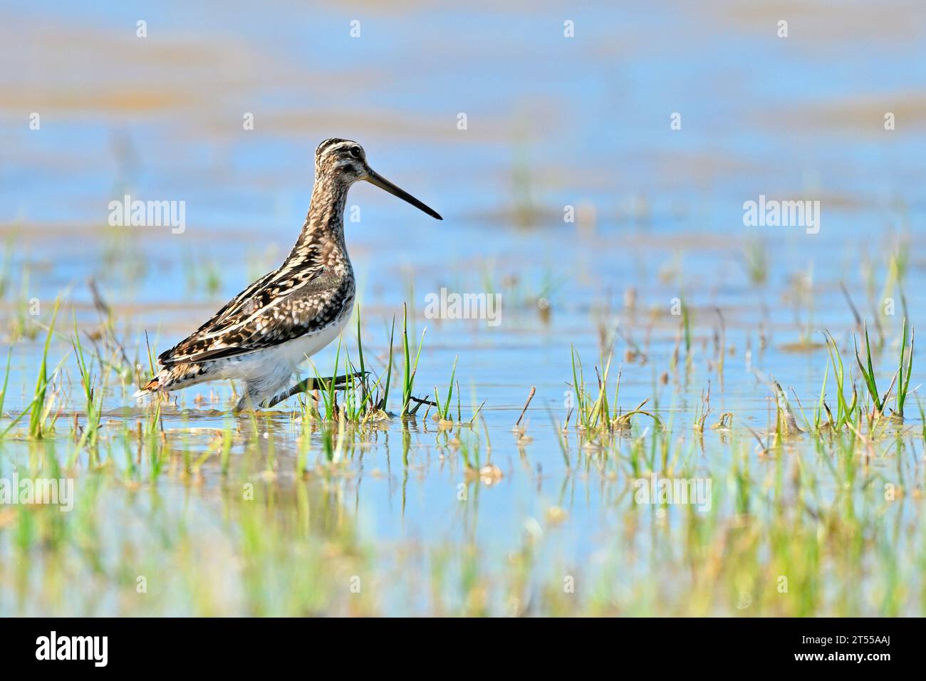 Great snipe (Gallinago media) in a swamp, Spain Stock Photo - Alamy