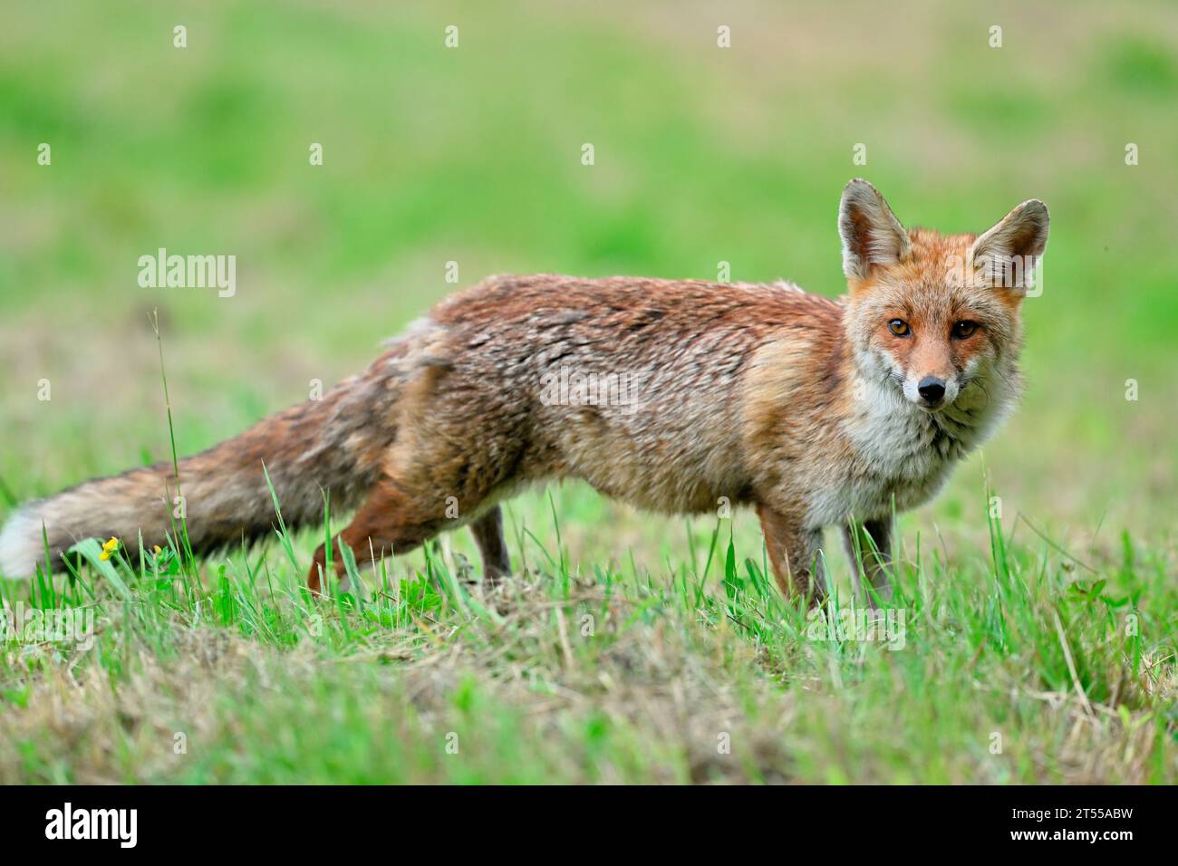 Red Fox (Vulpes vulpes) in search a worm in the grass, France Stock ...