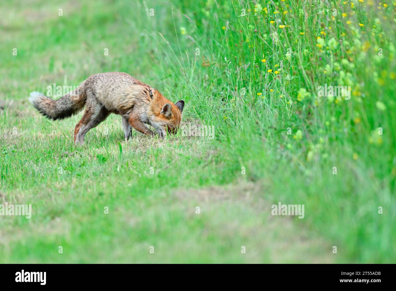 Red Fox (Vulpes vulpes) in search a worm in the grass, France Stock ...