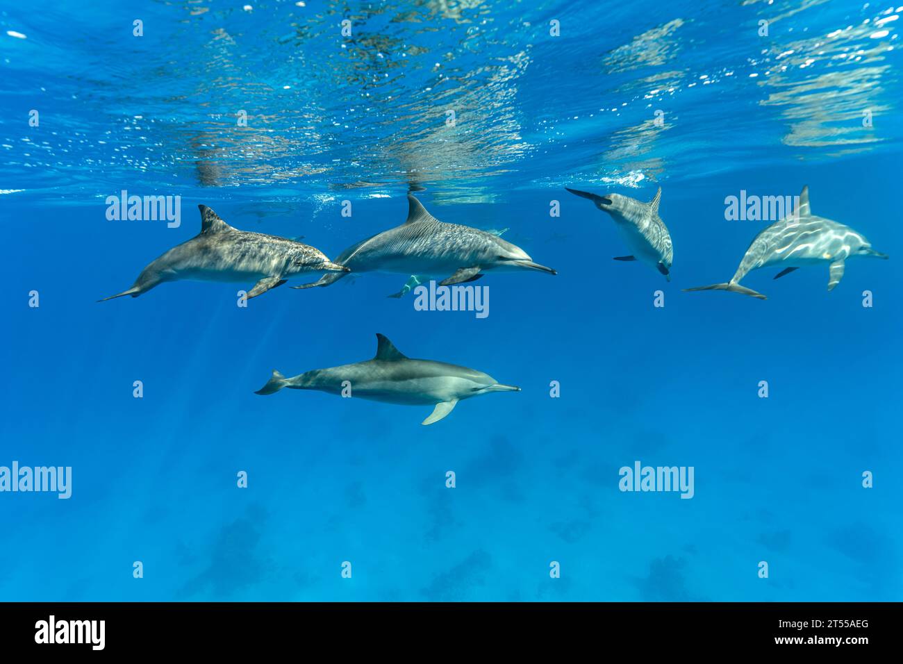 Pod of Spinner dolphins (Stenella longirostris) swimming close to the ...