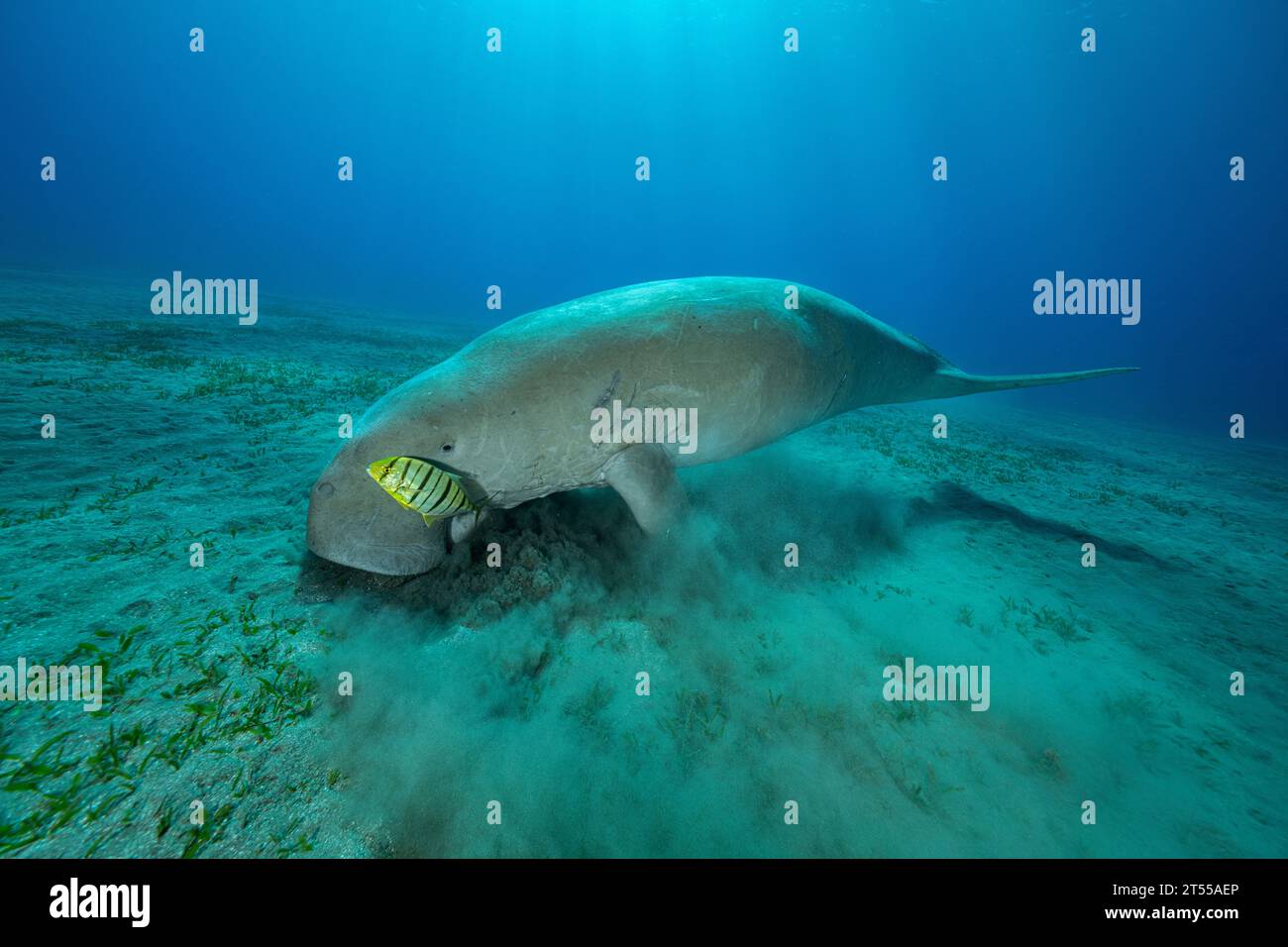 Dugong (Dugong dugon) feeding on a seagrass meadow (Halophila ...