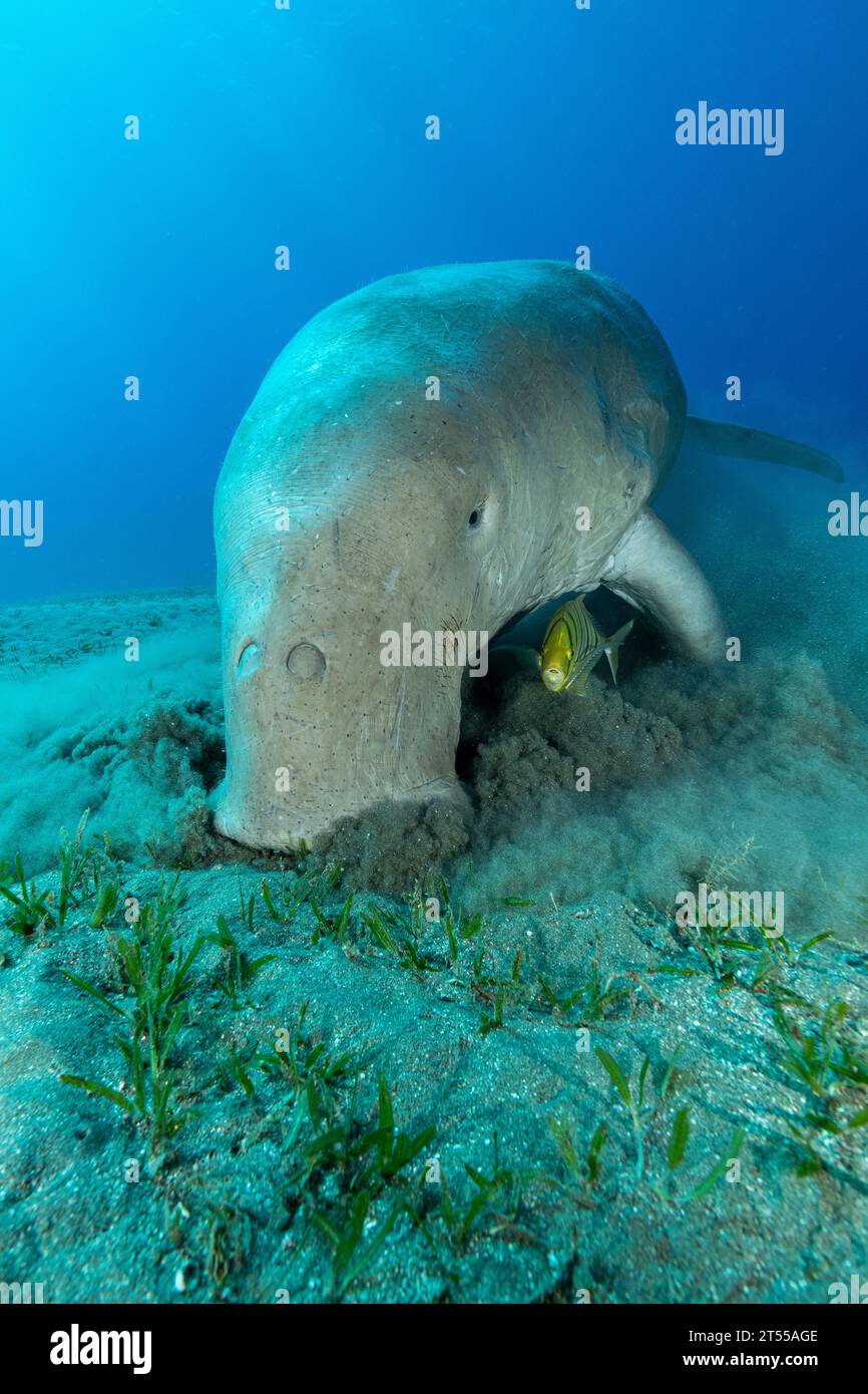 Dugong (Dugong dugon) feeding on a seagrass meadow (Halophila ...