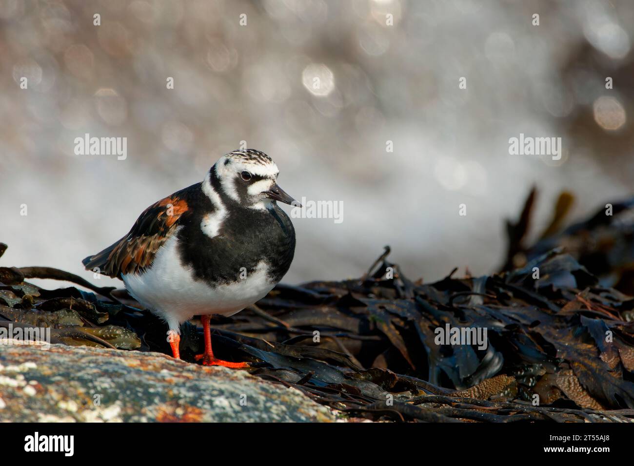 Ruddy Turnstone (Arenaria interpres) in breeding plumage, Lofoten ...