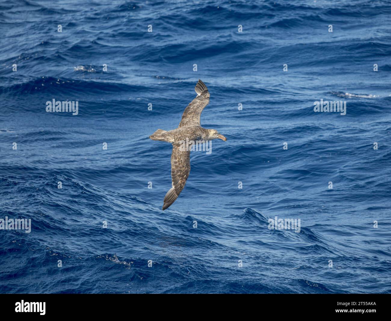 Northern Giant Petrel oder Hall's Giant Petrel (Macronectes halli) in ...
