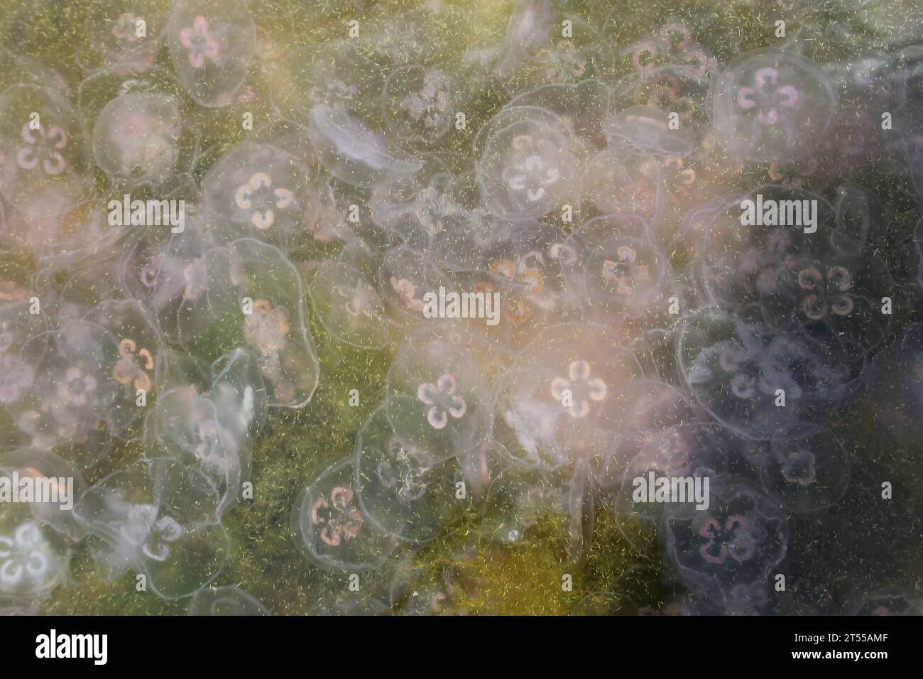 numerous baltic sea jellyfish as a background, Large jellyfish swarms ...