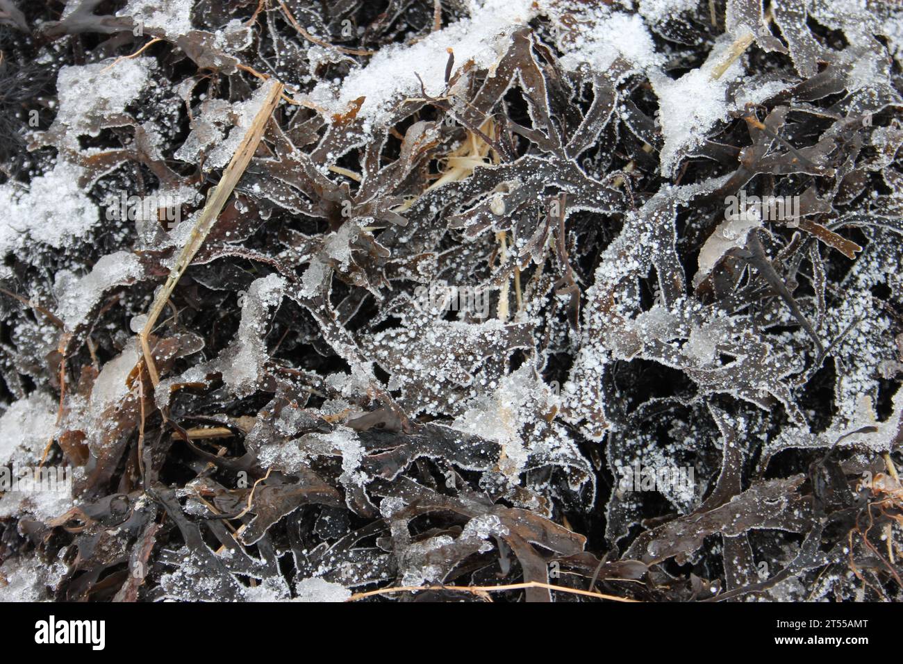 Seaweed on snow hi-res stock photography and images - Alamy