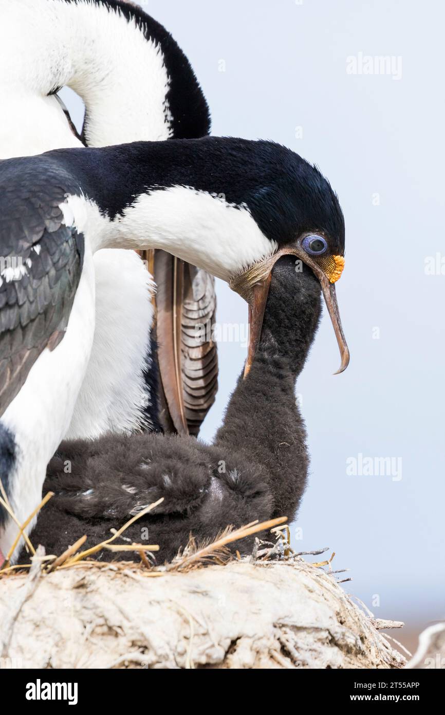 Imperial Shag also called King Shag, blue-eyed Shag, blue-eyed ...