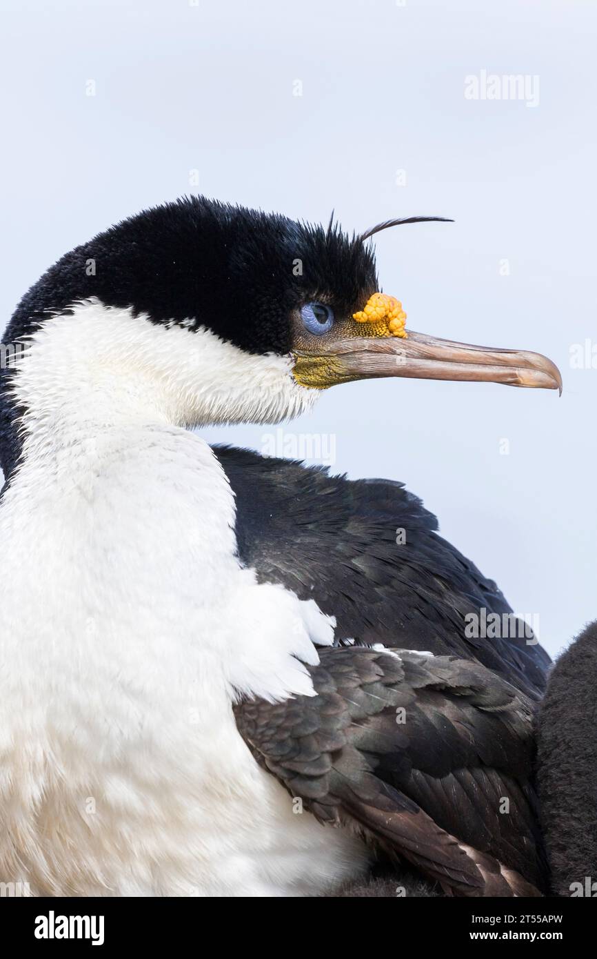 Imperial Shag also called King Shag, blue-eyed Shag, blue-eyed ...