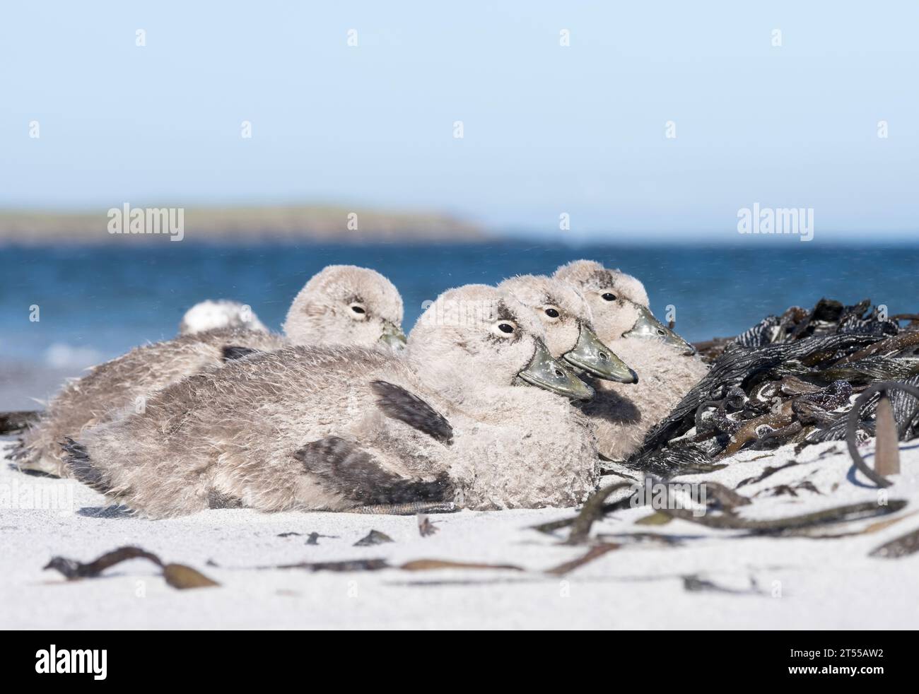 Falkland Flightless Steamer Duck (Tachyeres brachypterus) or Logger, an ...