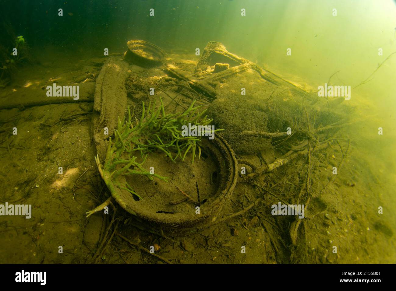 Freshwater sponge (Spongilla lacustris) on a car rim at the bottom of ...