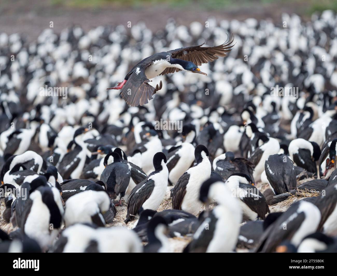 Landing in a huge colony. Imperial Shag also called King Shag, blue ...