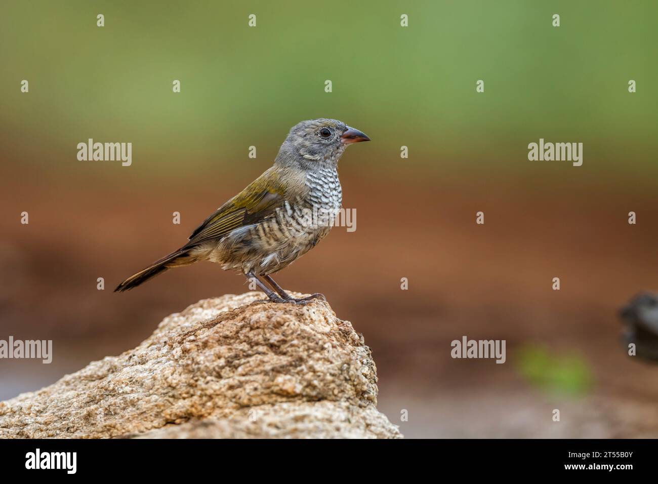Green winged Pytilia immature standing on a rock in Kruger National ...