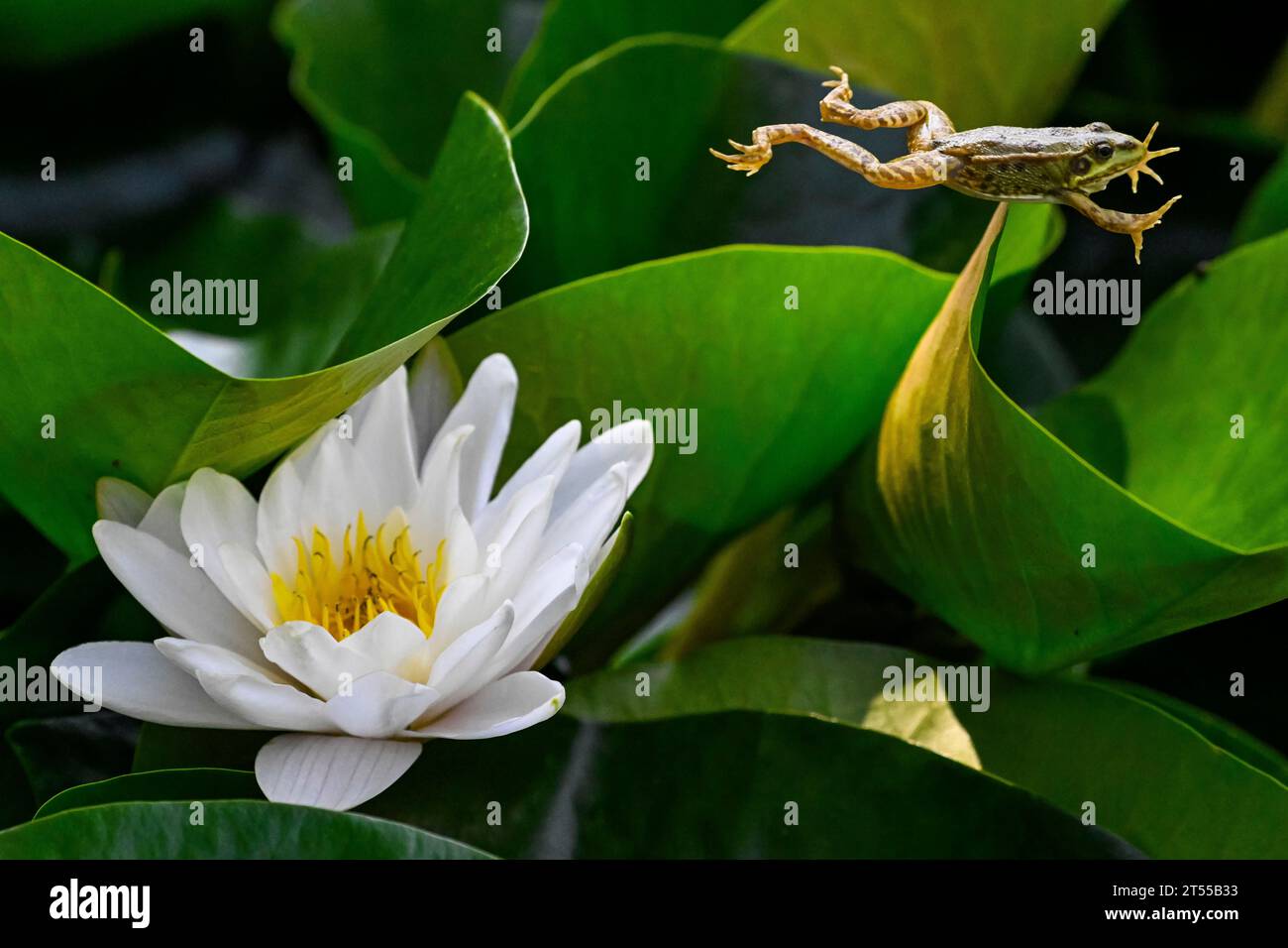 Green frog jumping from a white water lily in bloom, Jean-Marie Pelt ...