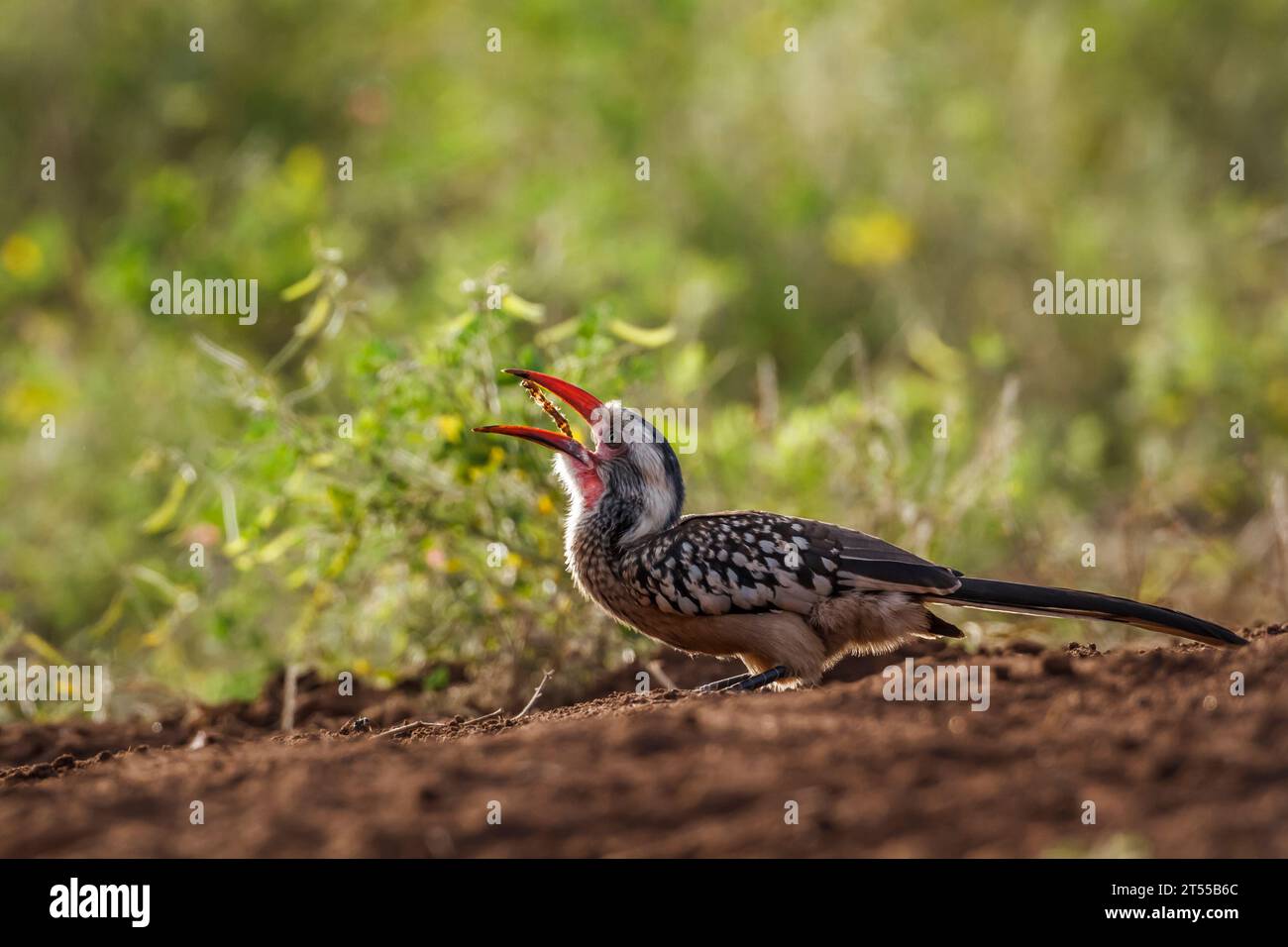 Southern Red billed Hornbill eating a bug in Kruger National park ...