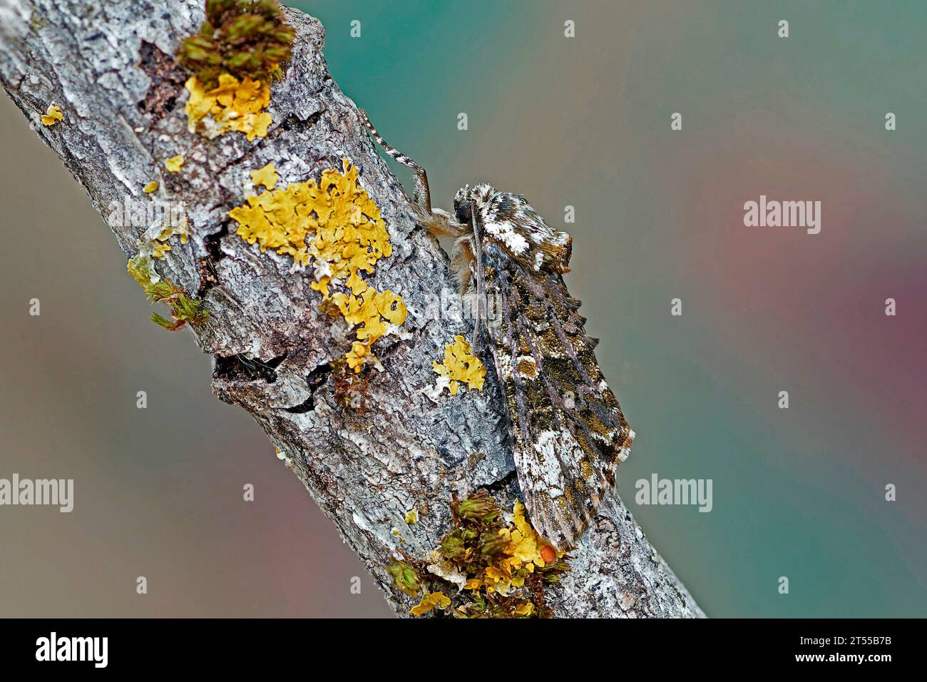 Coronet (Craniophora ligustri), Moth on wood, side view, Gers, France ...
