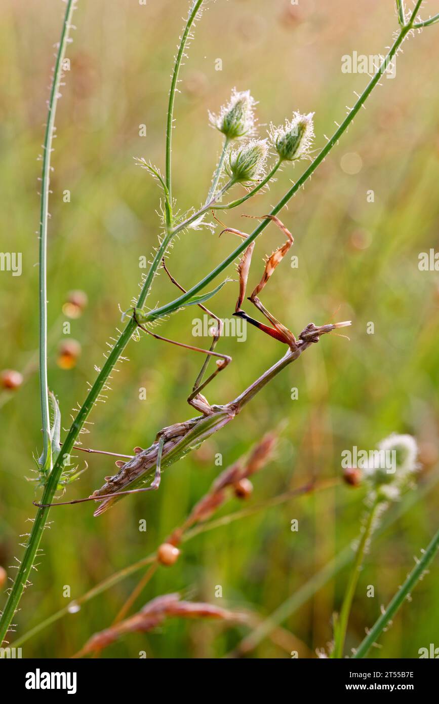 Cone head mantis (Empusa pennata) female cone head mantis to the small ...