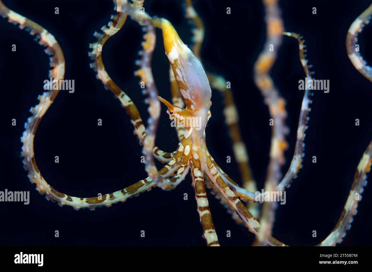 Wunderpus Octopus (Octopus photogenicus) swimming in water column, TK3 ...