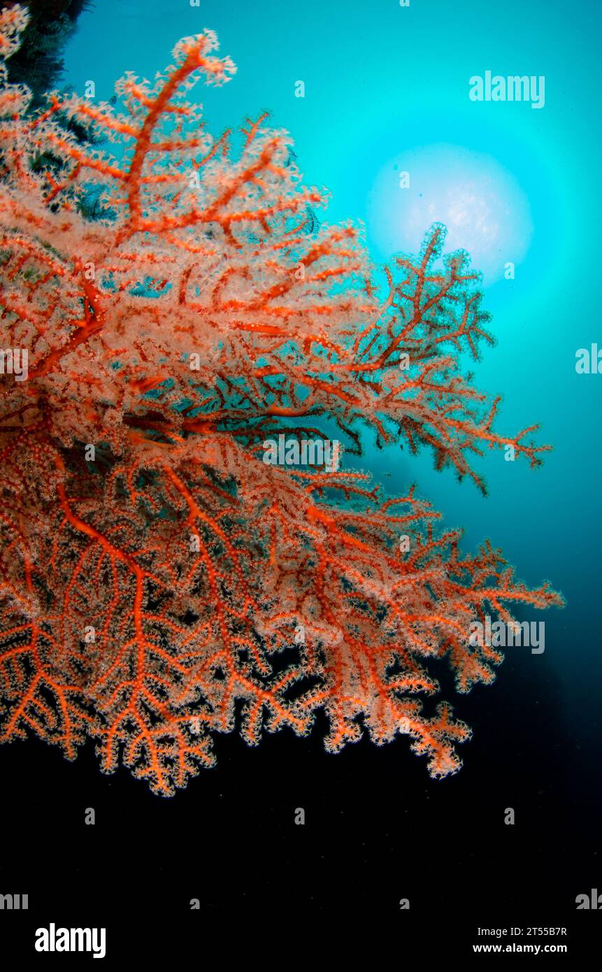 False Gorgonian Coral (Siphonogorgia sp) with sun in background, Yellow ...