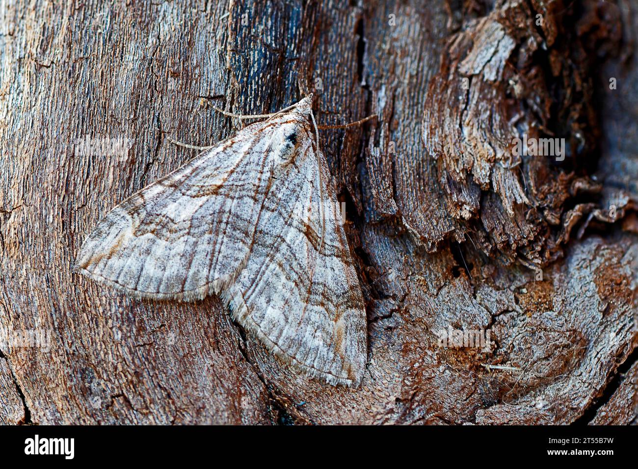 Lesser treble-bar (Aplocera efformata), Moth on wood, top view, Gers ...