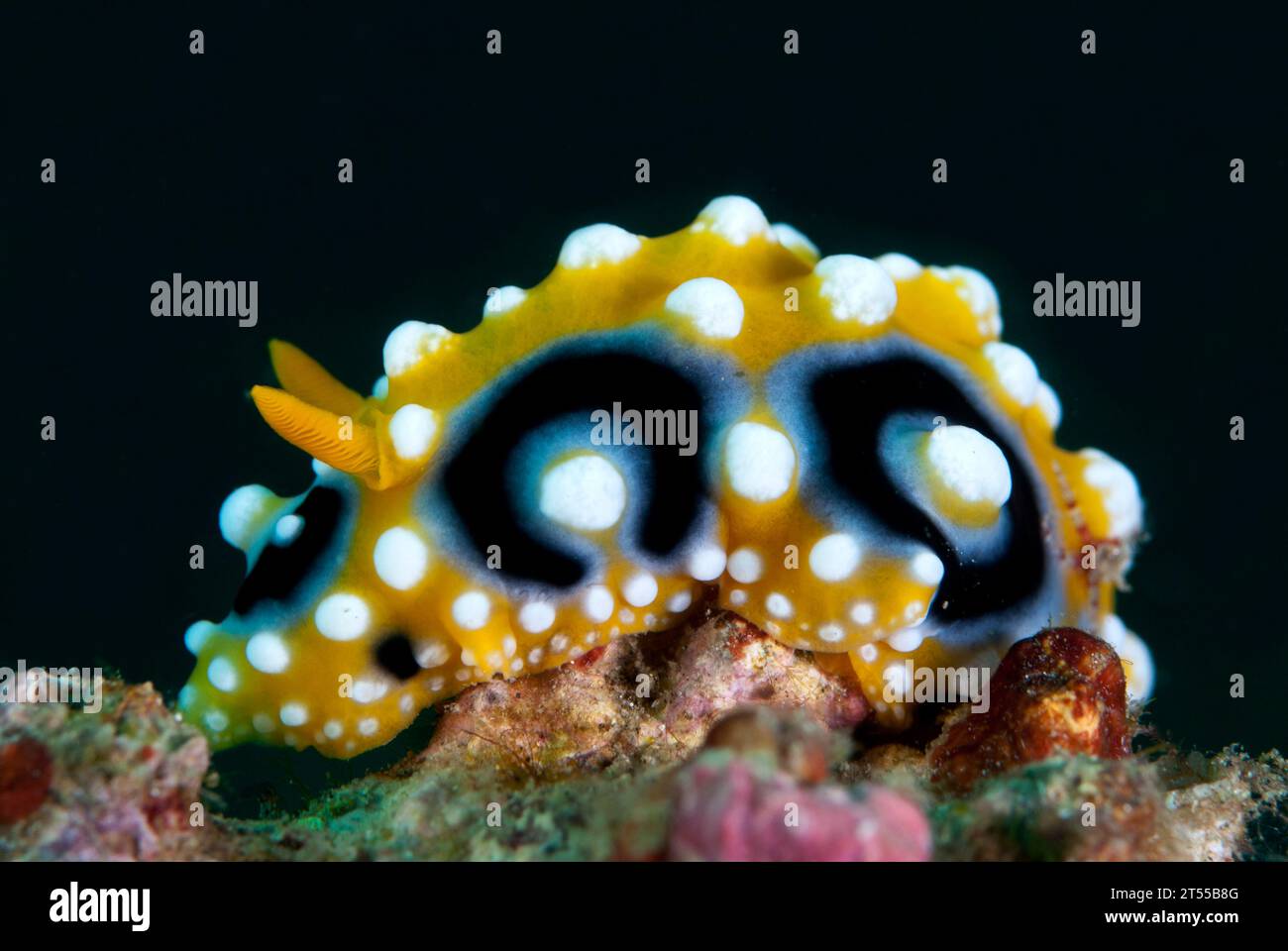 Ocellate Phyllidia Nudibranch (Phyllidia ocellata), Tanjung Kubur dive ...