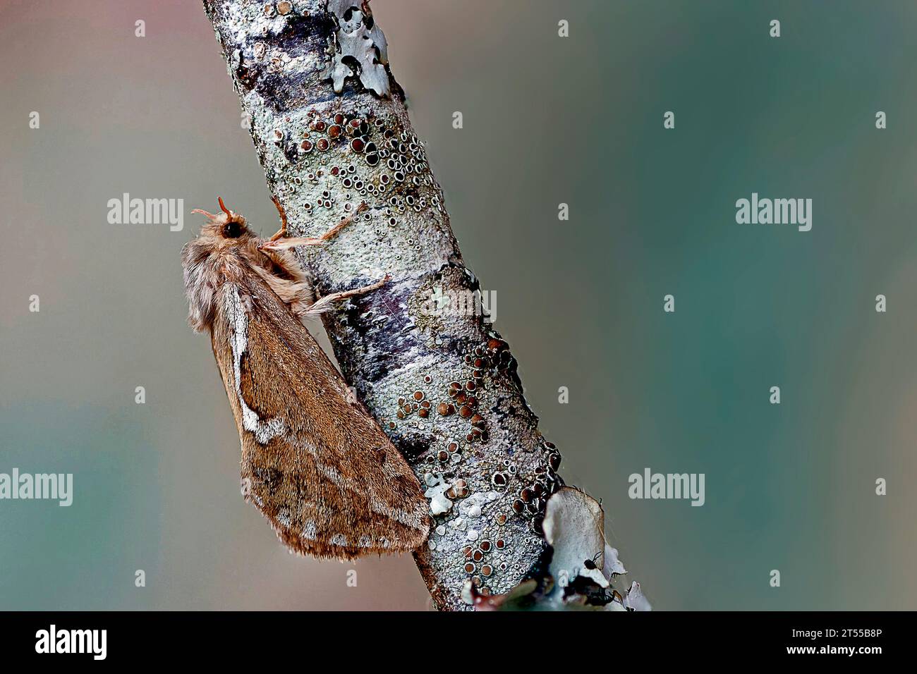 Orange swift (Triodia sylvina), Moth on wood, side view, Gers, France ...
