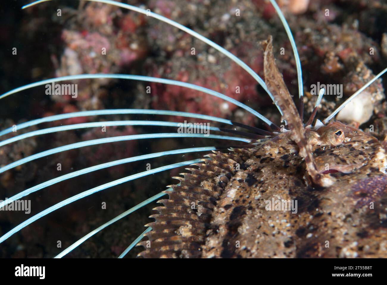 Cockatoo Flounder (Samaris cristatus) displaying dorsal fin rays ...