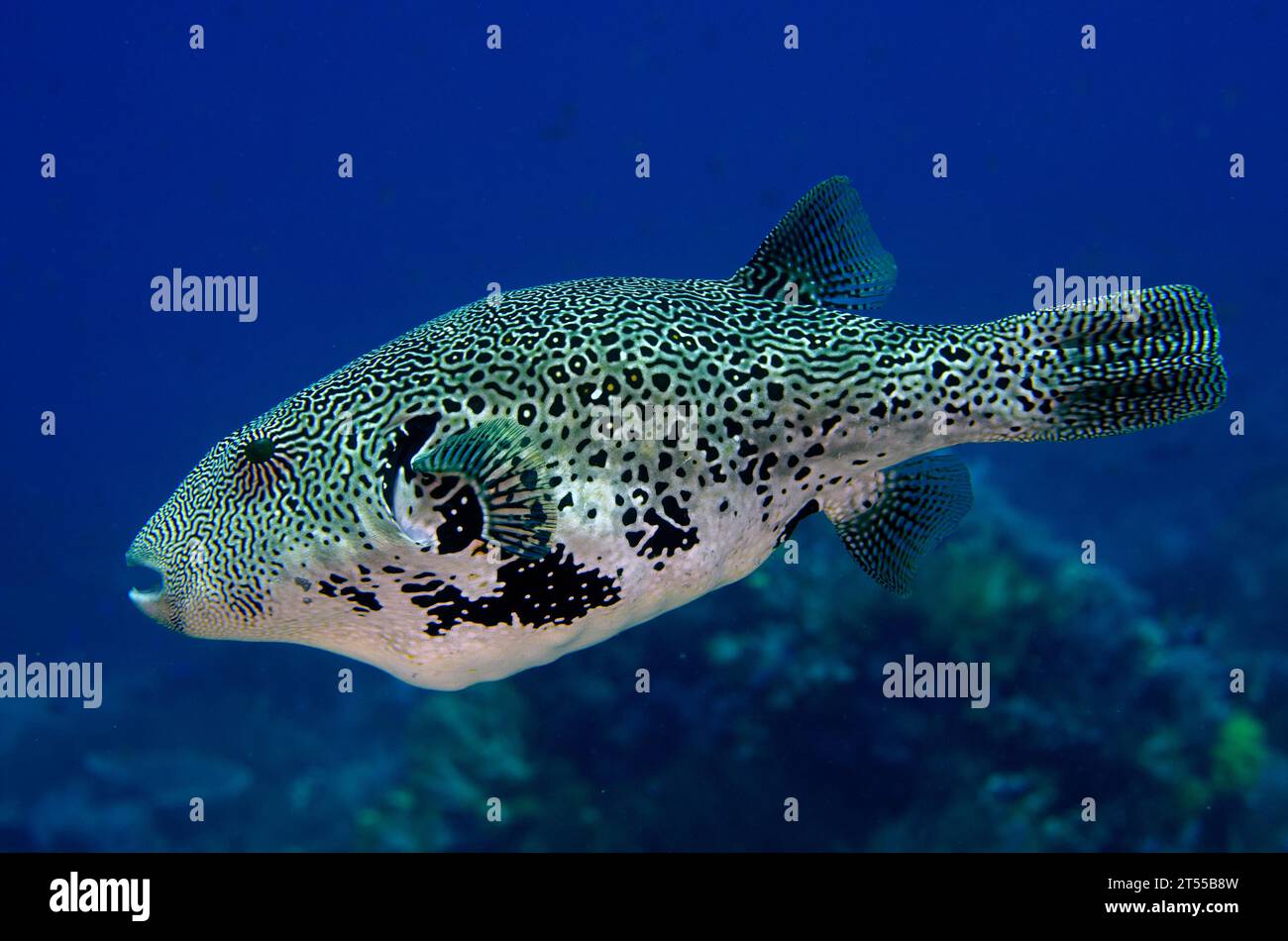 Map Puffer (Arothron mappa), Tatawa Besar Island dive site, between ...