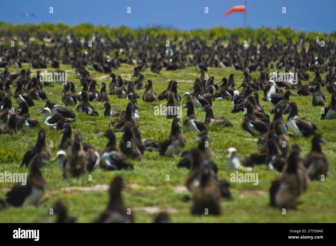 HAWAII, Joint Base Pearl Harbor-Hickam, Laysan Albatrosses, MIDWAY ...