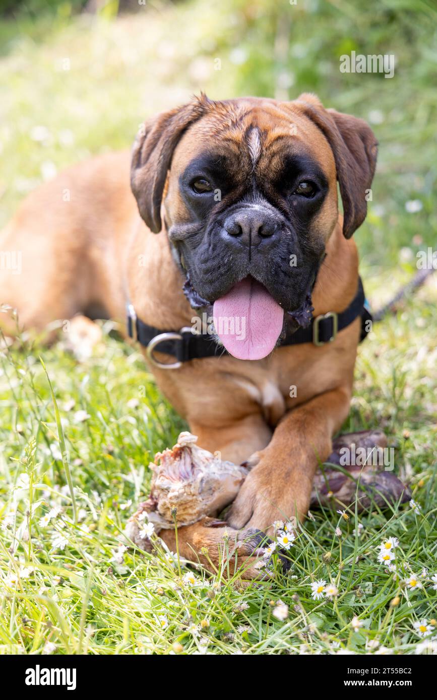 Young female boxer holding a bone in her paws Stock Photo - Alamy