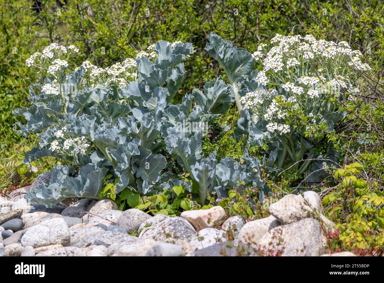 Sea kale (Crambe maritima Stock Photo - Alamy