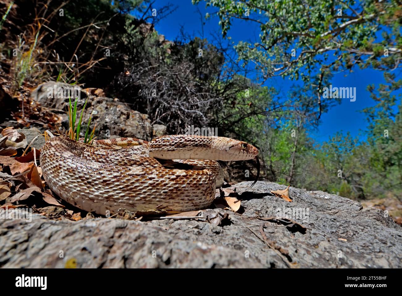 Great Basin Gophersnake Pituophis catenifer deserticola W. USA ...