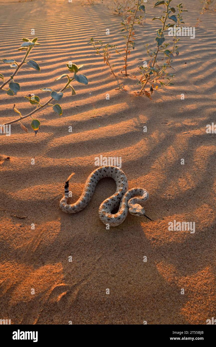 Horned rattlesnake, Side winder (Crotalus cerastes), S.W. USA. N ...
