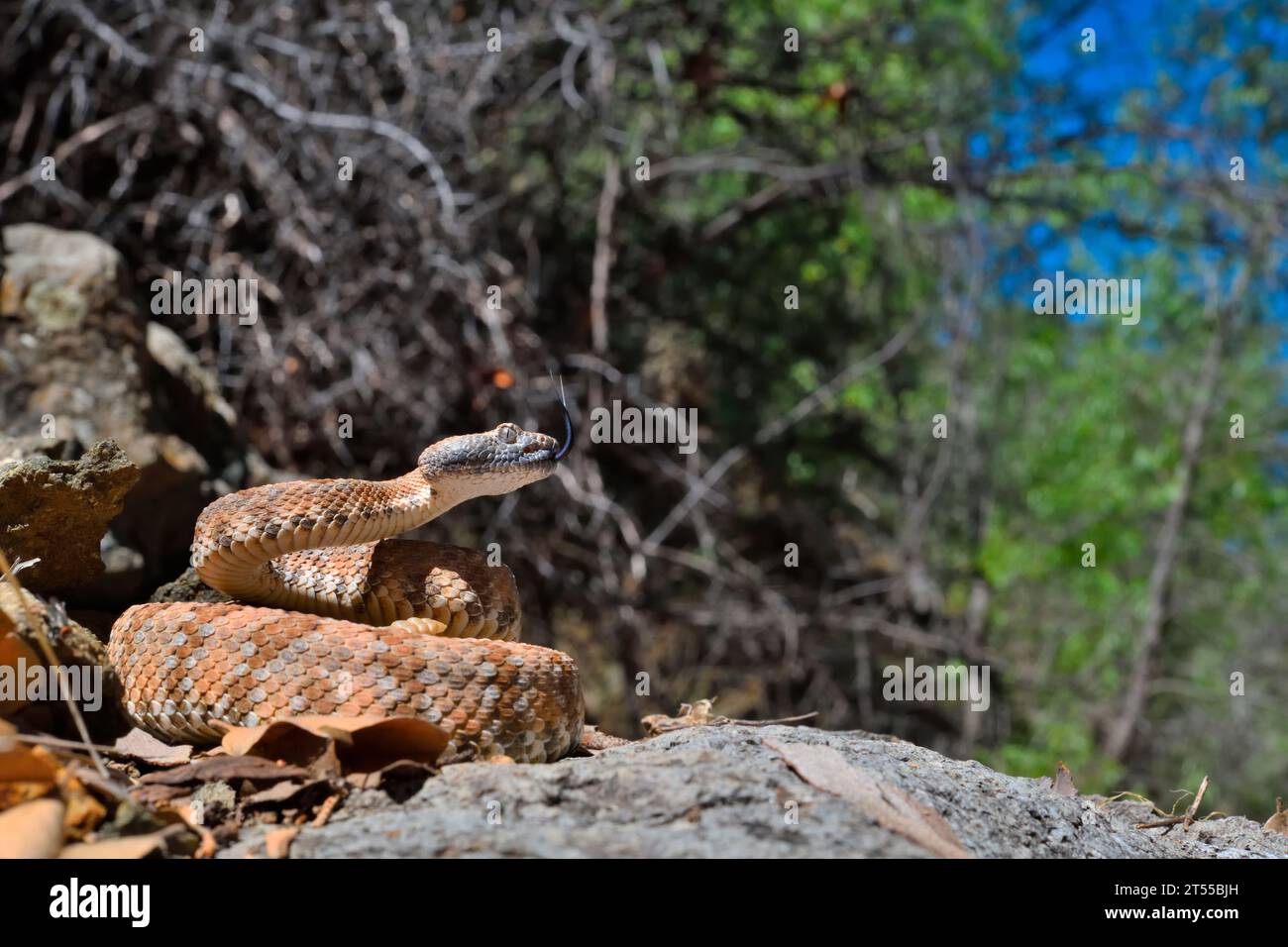 Panamint Rattlesnake (Crotalus stephensi), California Stock Photo - Alamy