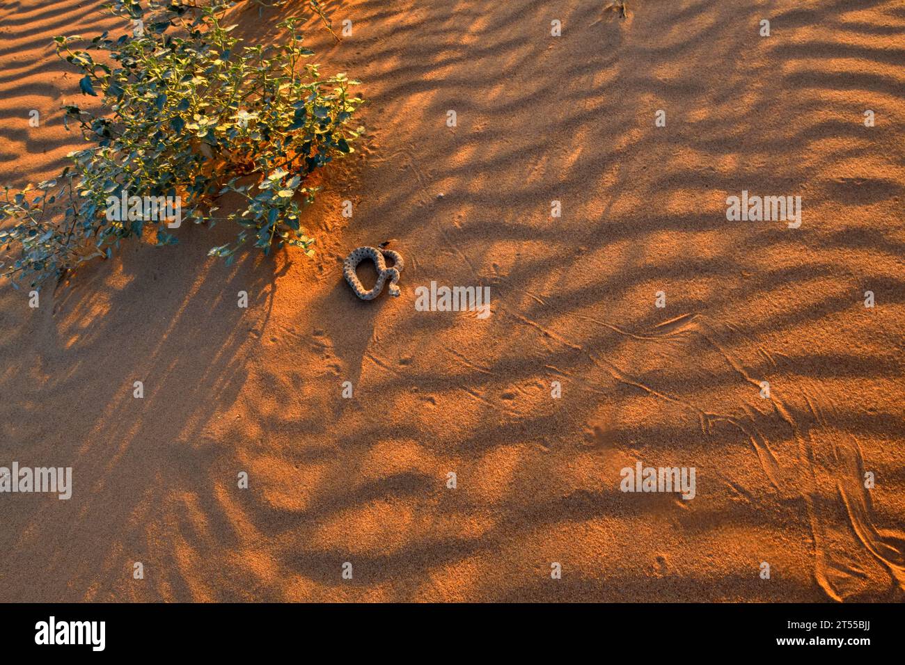 Horned rattlesnake, Side winder (Crotalus cerastes), S.W. USA. N ...