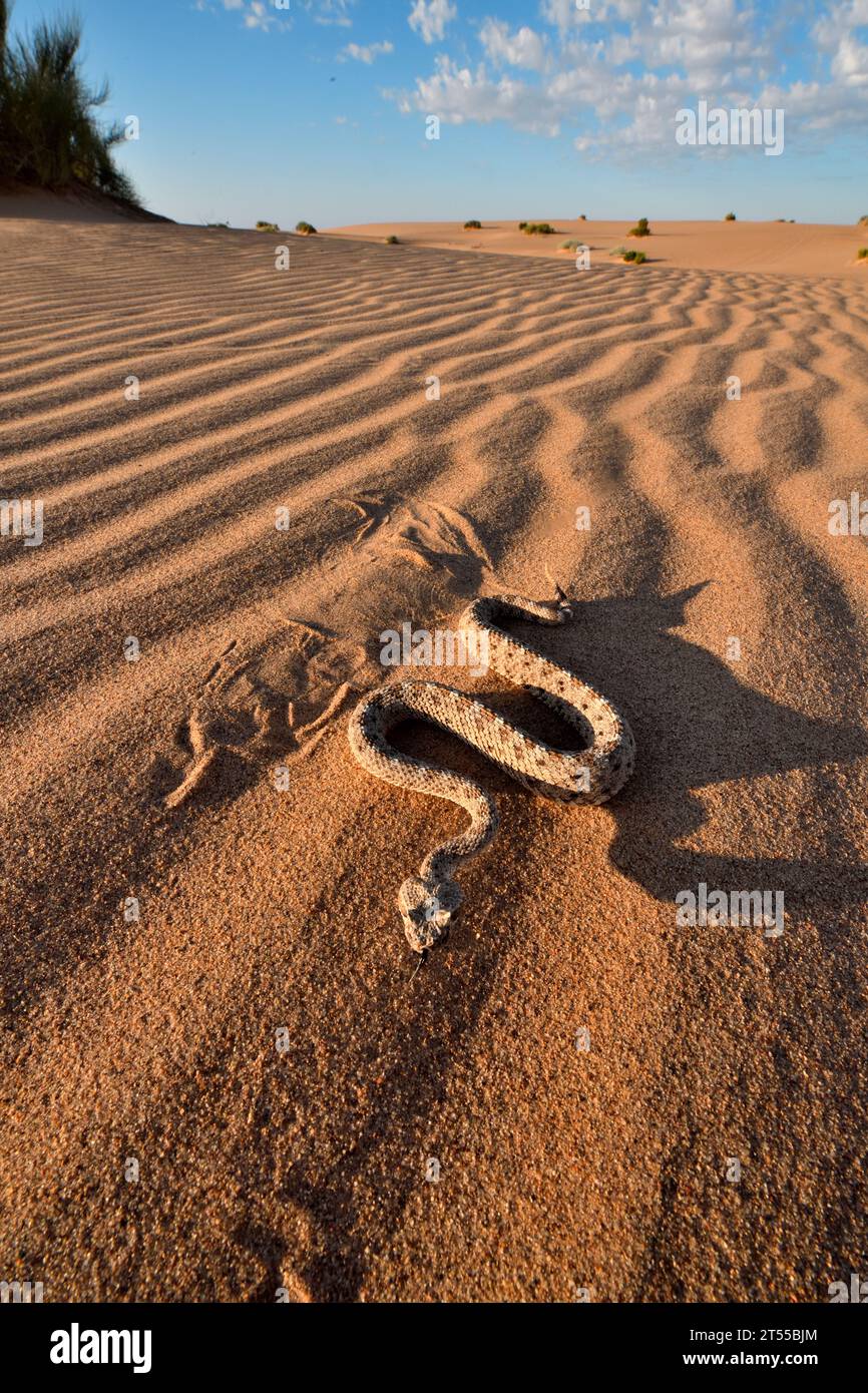 Horned rattlesnake, Side winder (Crotalus cerastes), S.W. USA. N ...