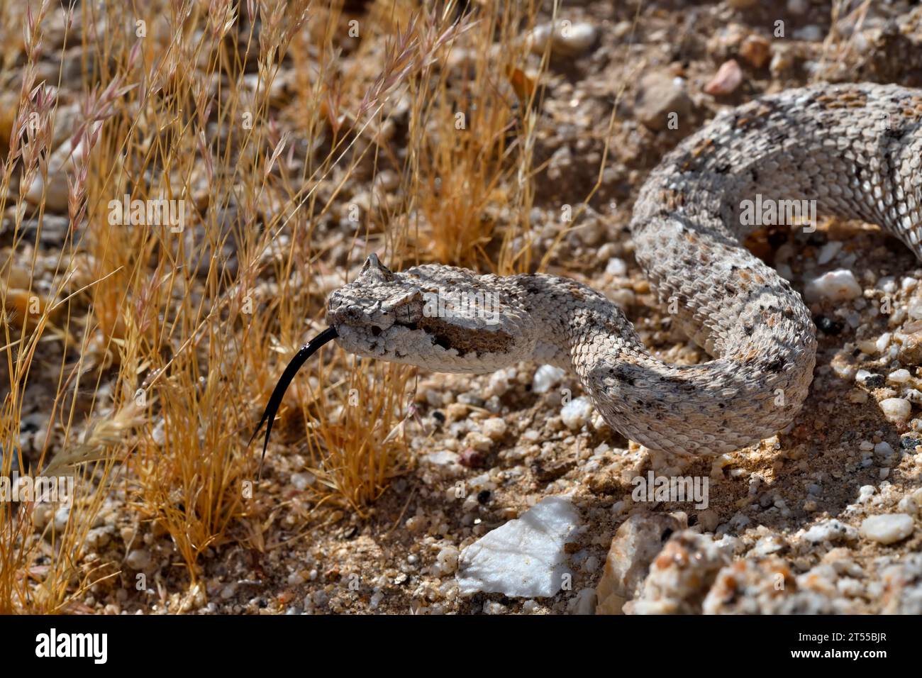 Horned rattlesnake, Sidewinder, (Crotalus cerastes), S.W USA, N. Mexico ...