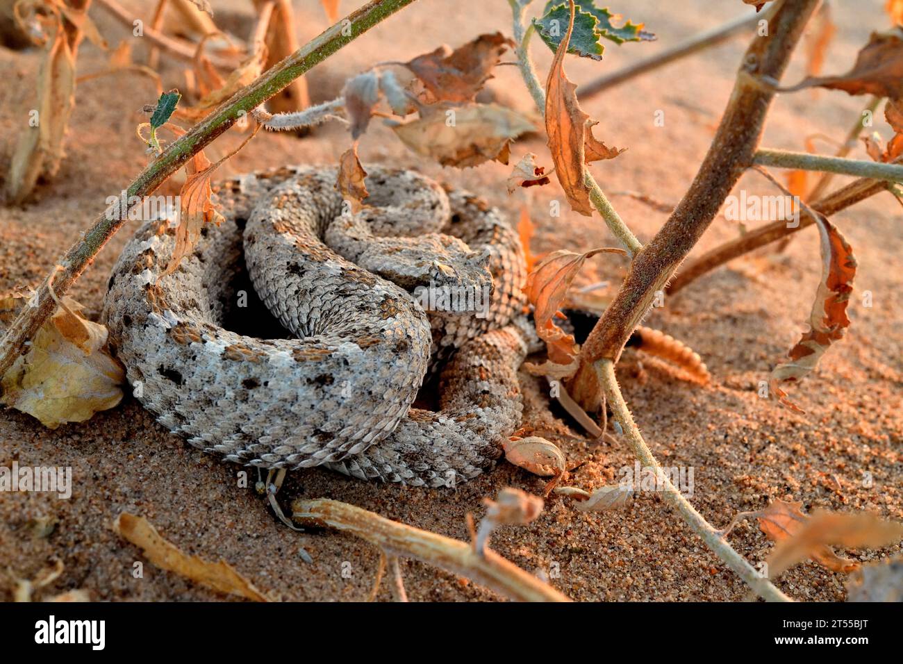 Horned rattlesnake, Side winder (Crotalus cerastes), S.W. USA. N ...