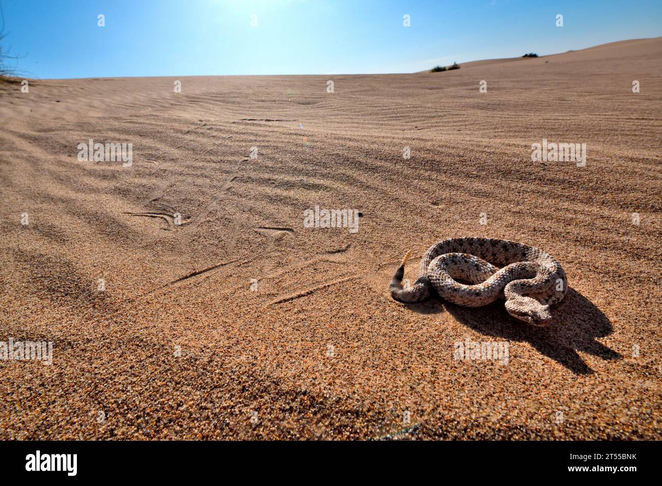 Crotale cornu. Horned rattlesnake. Çe Side winderee Crotalus cerastes S ...