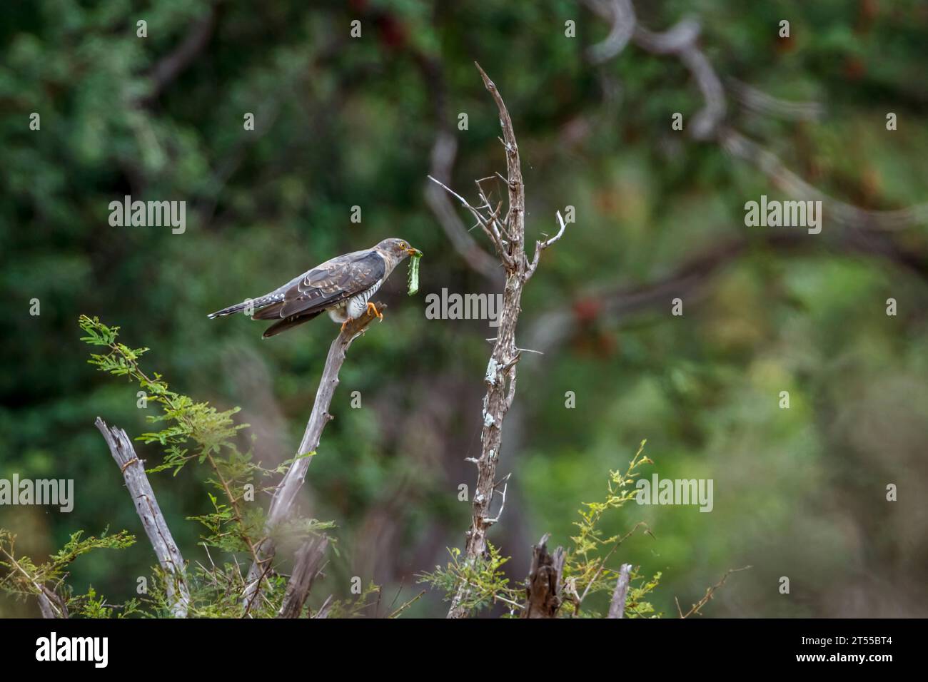 African Cuckoo (Cuculus gularis) with caterpillar prey in Kruger ...