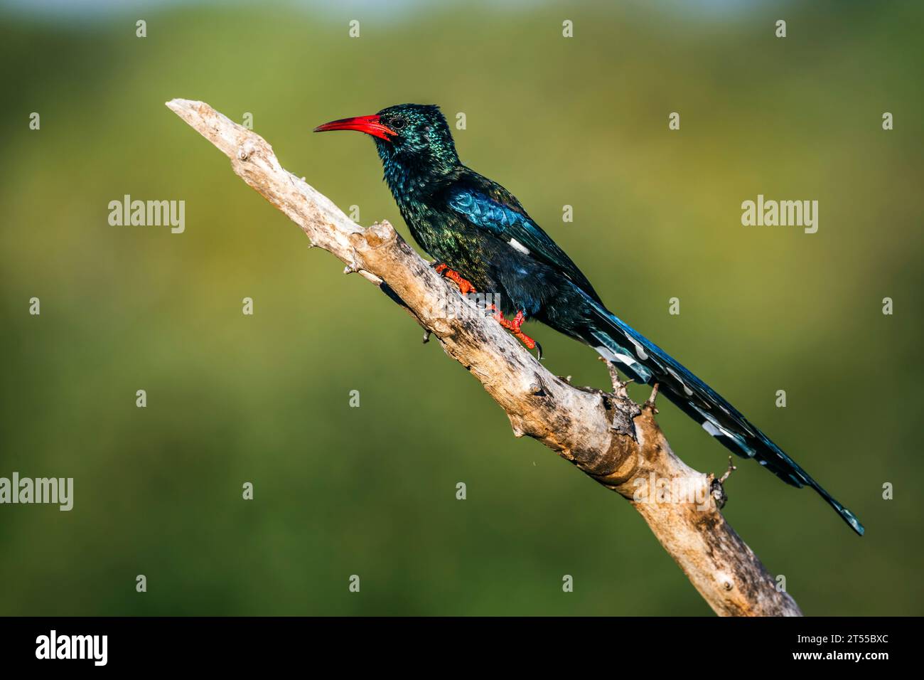 Green wood hoopoe (Phoeniculus purpureus) standing on a branch isolated ...