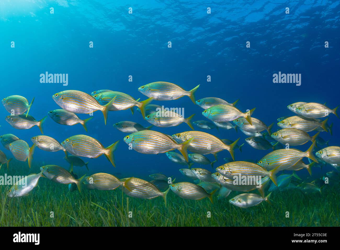 Goldstrieme (Sarpa salpa). Salema shoal in a seagrass meadow. Fish of the Canary Islands ...