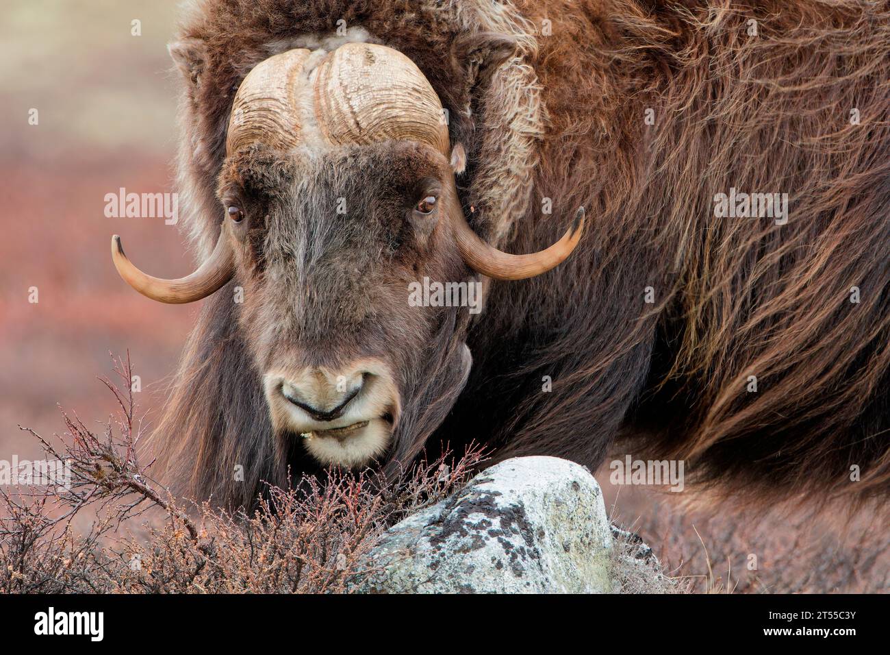 Musk ox (Ovibos moschatus) on the tundra, Dovrefjell, Norway Stock Photo - Alamy