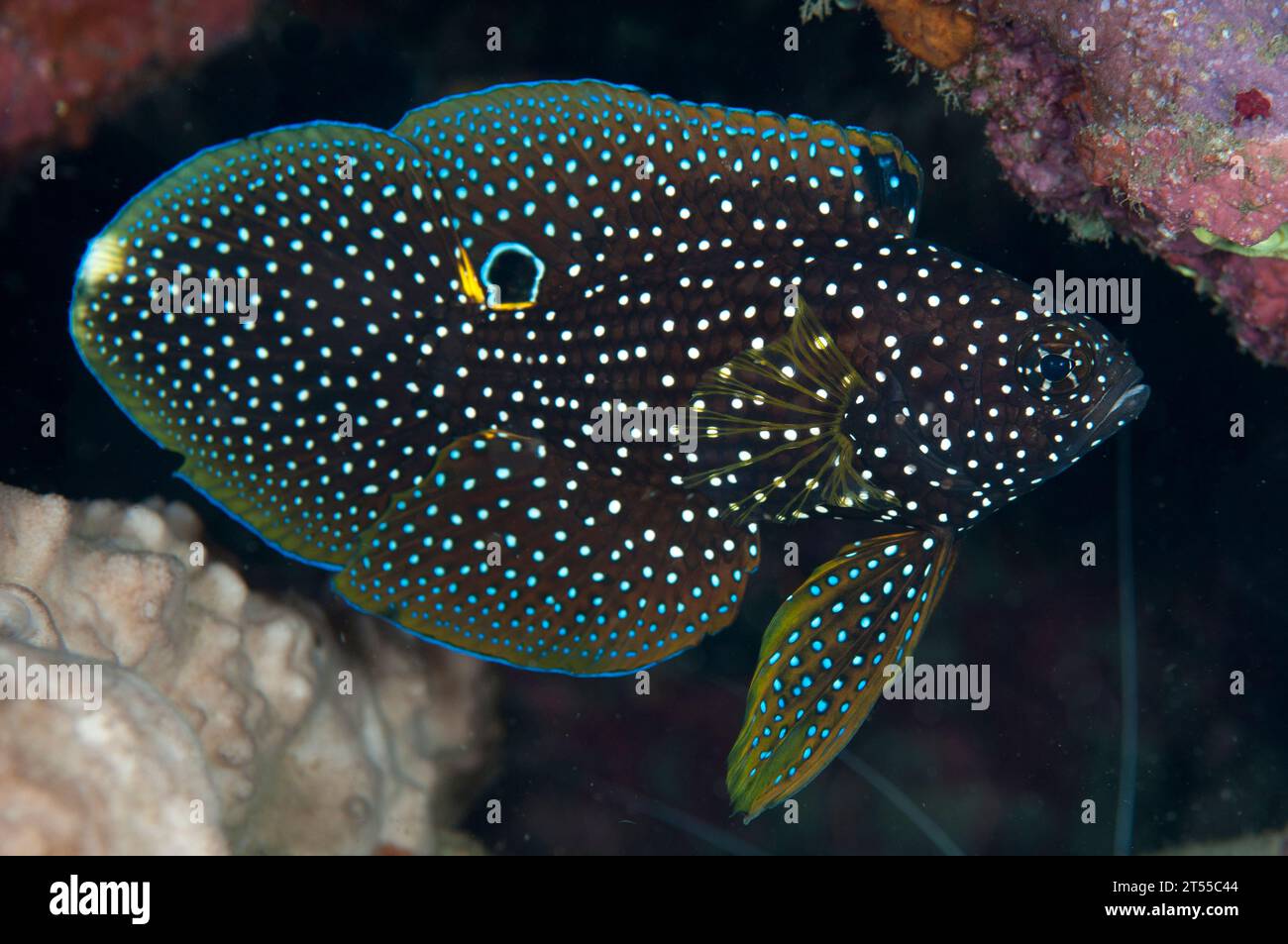Comet (Calloplesiops altivelis) outside hole, Nudi Falls dive site ...
