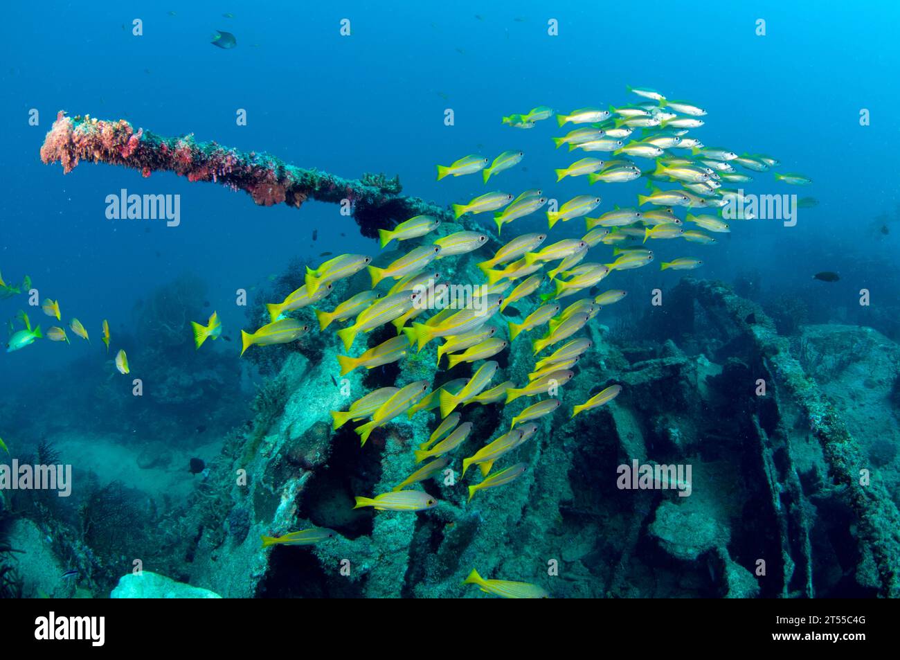School of Bigeye Snapper (Lutjanus lutjanus) over wreck, Junkyard dive ...