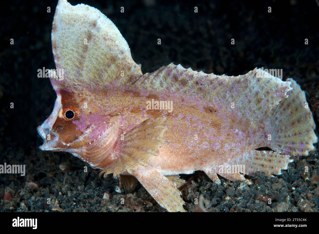 Cockatoo Waspfish (Ablabys taenianotus) with open mouth, TK1 dive site ...