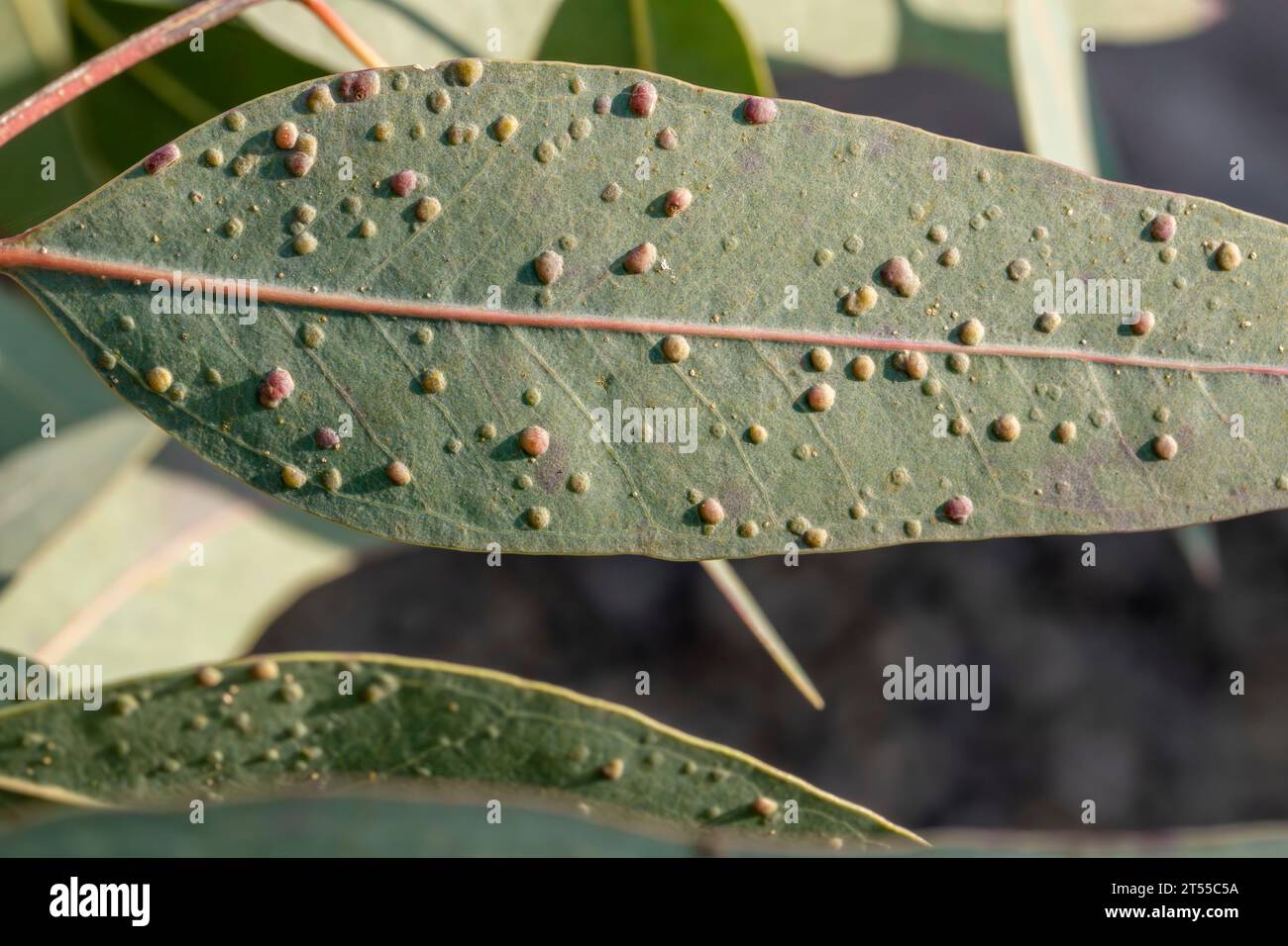 Galls on Eucalyptus leaves caused by Eucalyptus Gall Wasp (Ophelimus maskelli), Herault, France ...