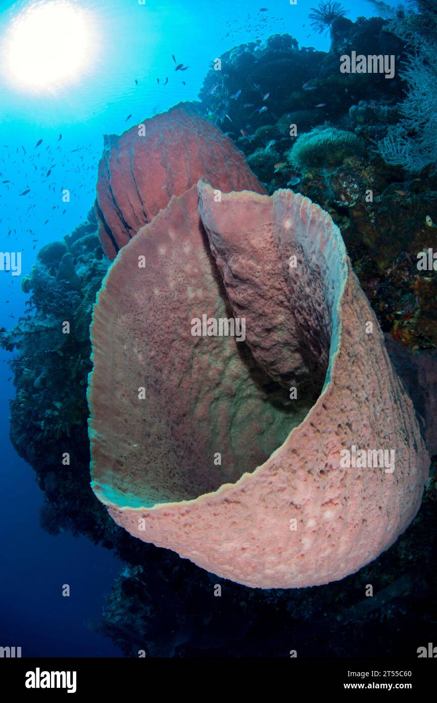 Barrel Sponges (Xestospongia testudinaria) with sun in background ...