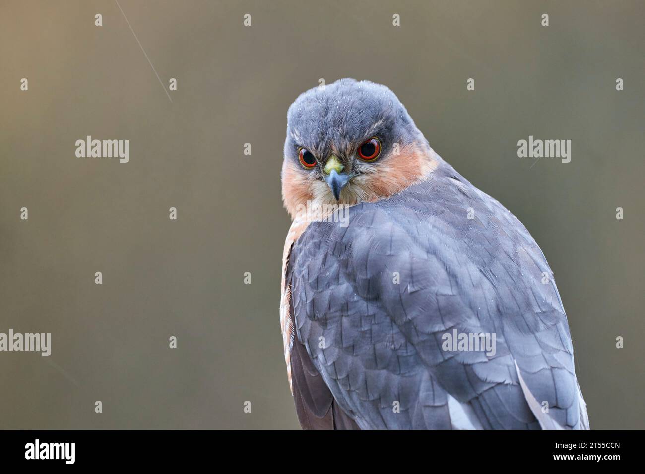 European sparrowhawk (Accipiter nisus) male in the rain, Ardennes ...